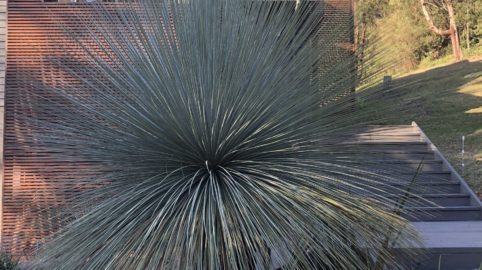 Feature Plants Archives - Bamboo South Coast