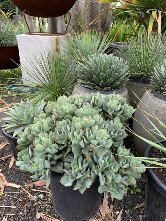Crassula “Bluebird” - Bamboo South Coast
