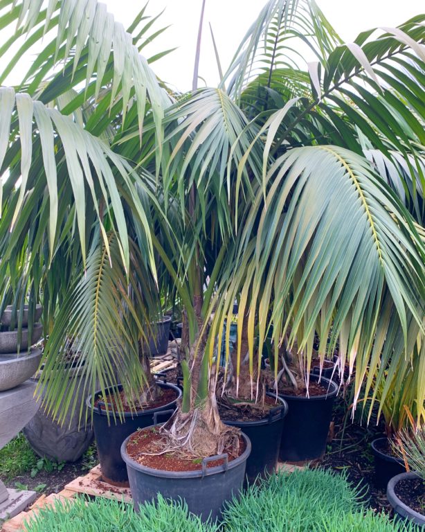 Kentia palm - Bamboo South Coast