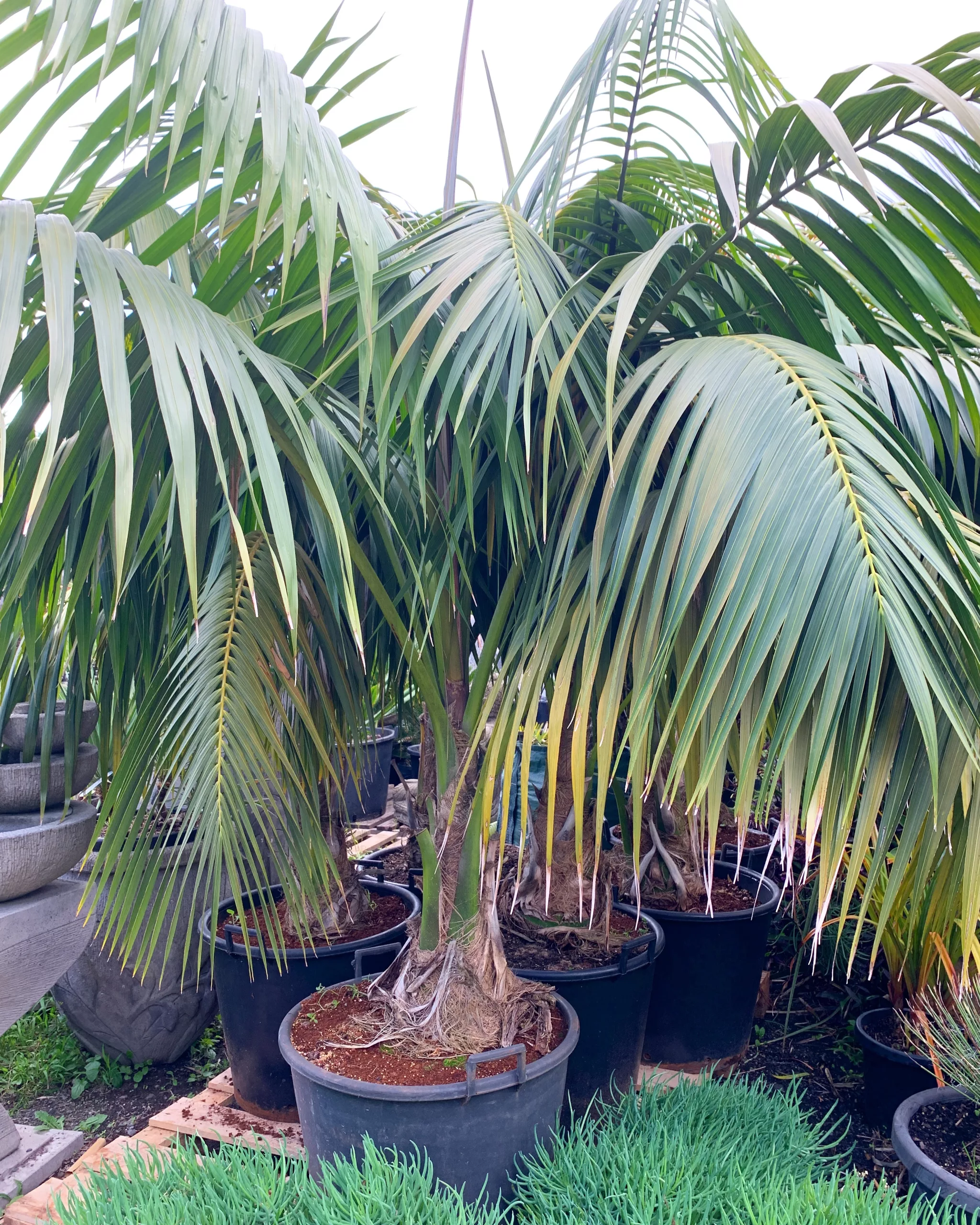 Kentia Palm