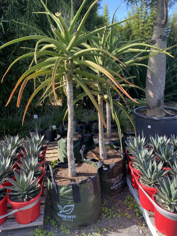 Tree Aloe - Bamboo South Coast