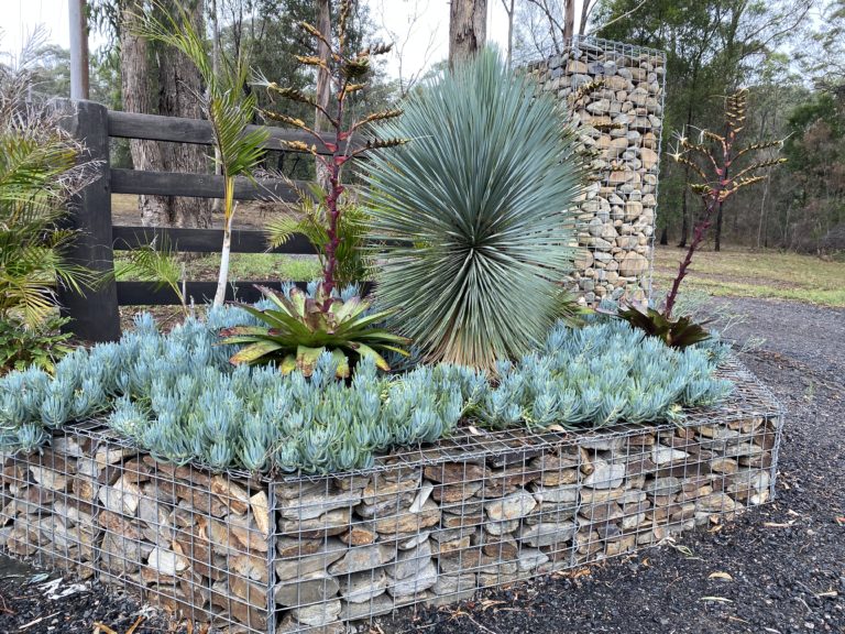 Blue Yucca or Blue Beaked Yucca - Bamboo South Coast