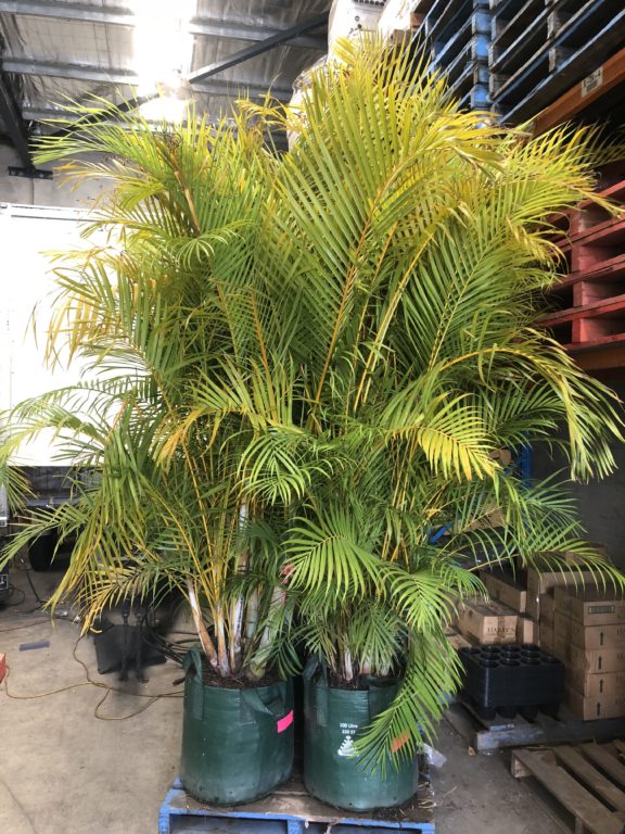 Golden Cane Palm - Bamboo South Coast