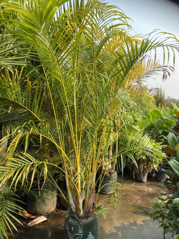 Golden Cane Palm - Bamboo South Coast