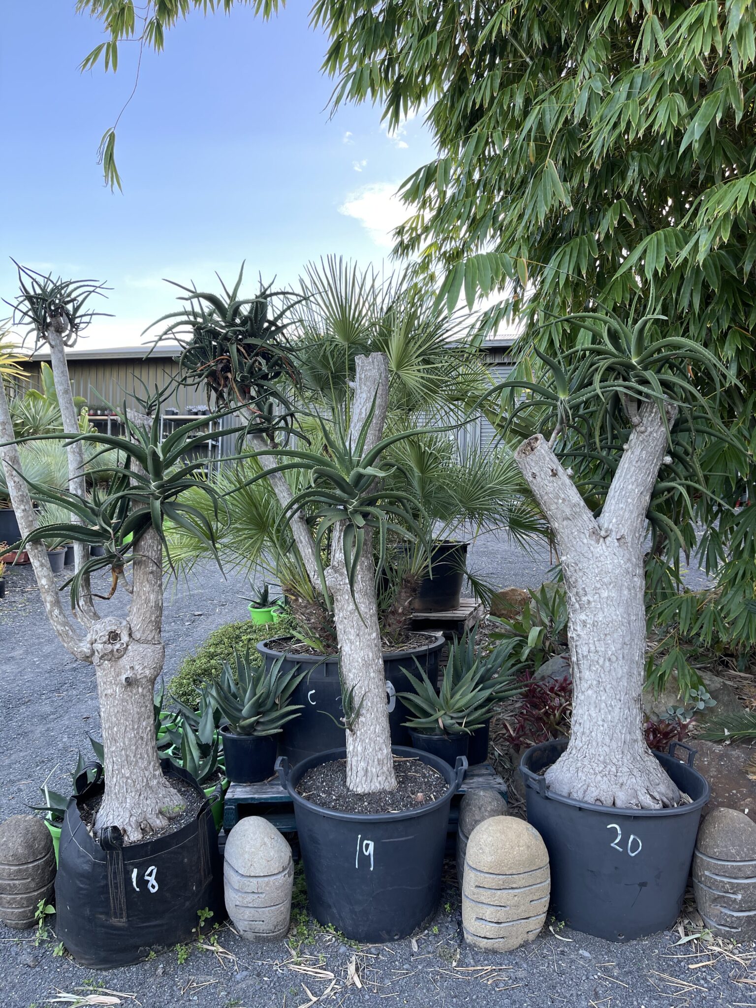 Tree Aloe - Bamboo South Coast