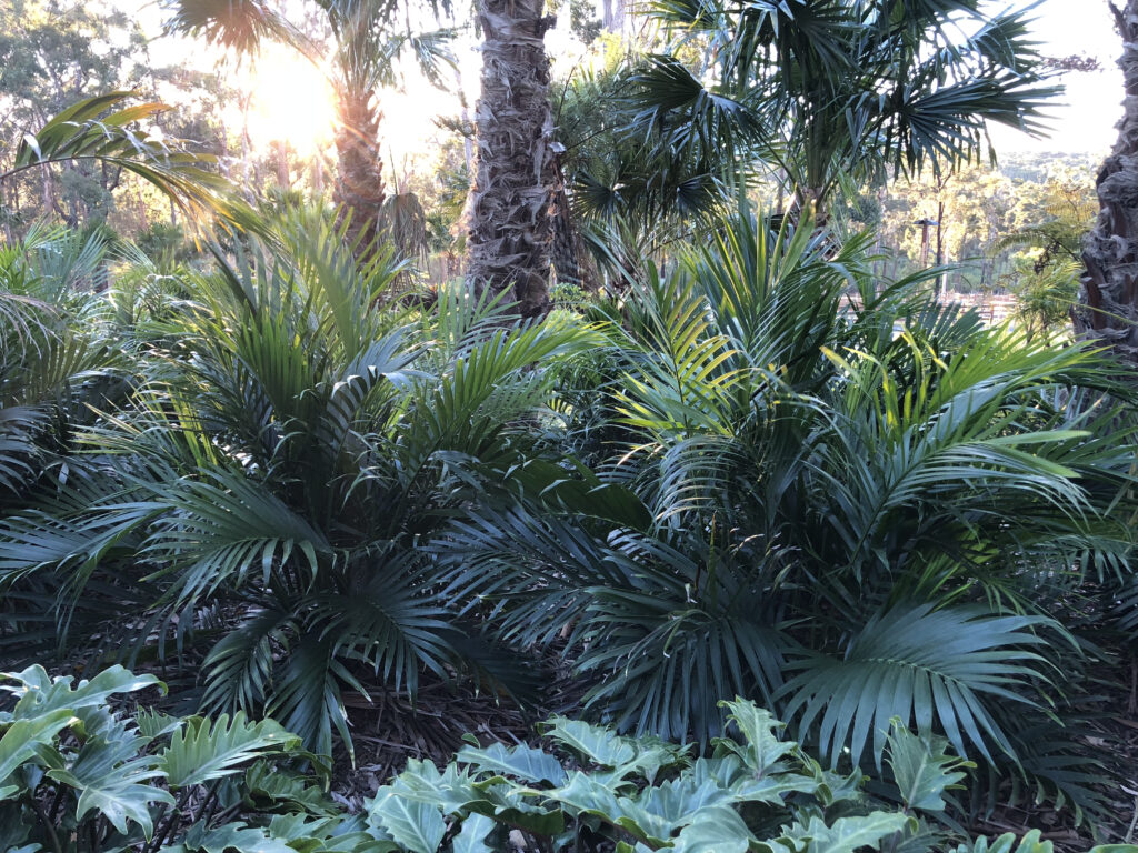 Cascade palm - Bamboo South Coast