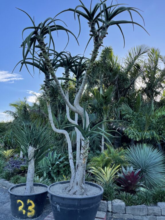 Tree Aloe - Bamboo South Coast
