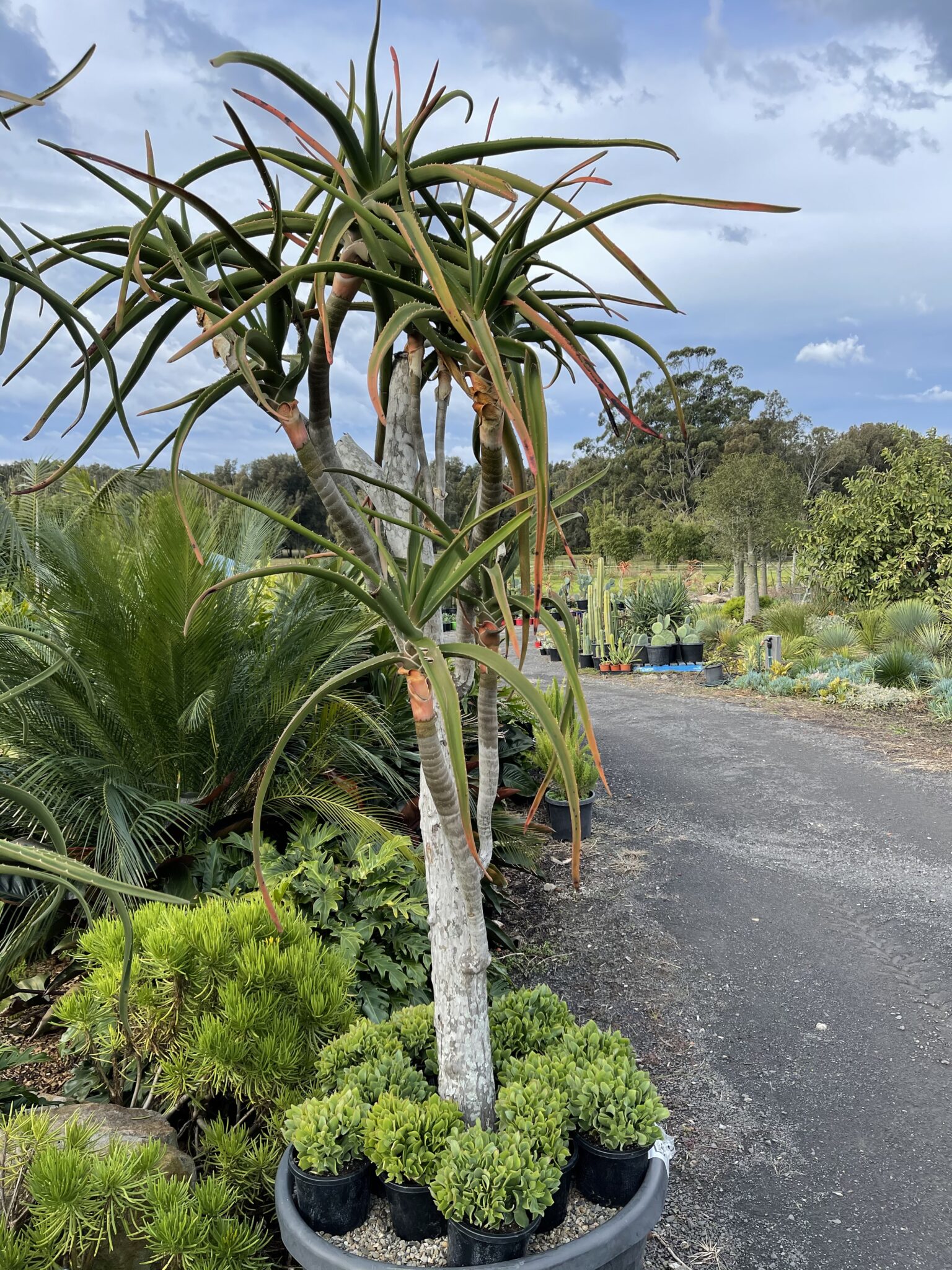 Tree Aloe - Bamboo South Coast