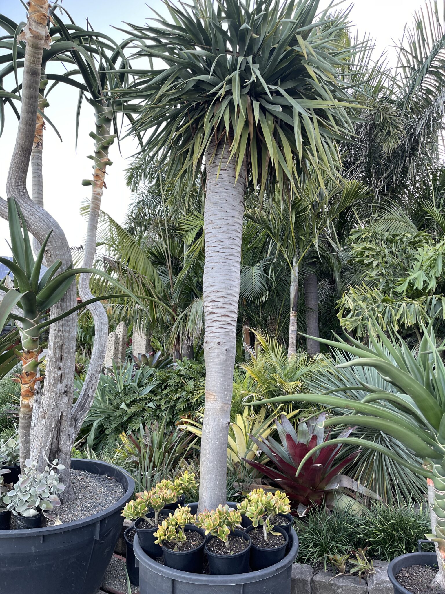Dragons Blood Tree - Bamboo South Coast